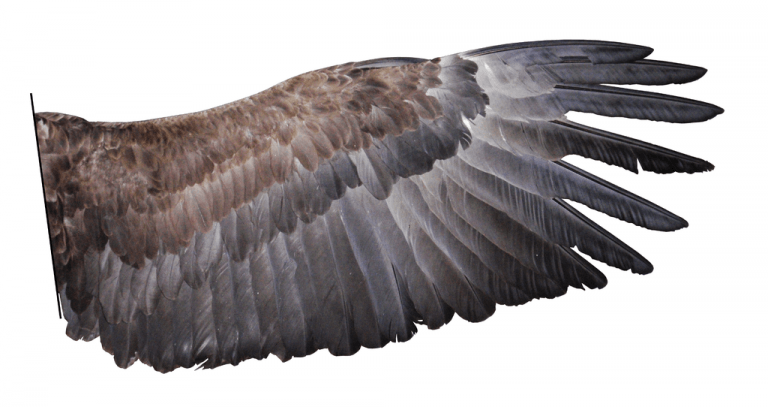 Simbolismo de... las alas - Biblioteca de Nueva Acrópolis