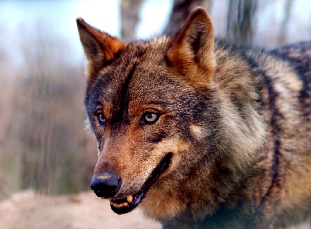 Simbolismo de... el lobo - Biblioteca de Nueva Acrópolis