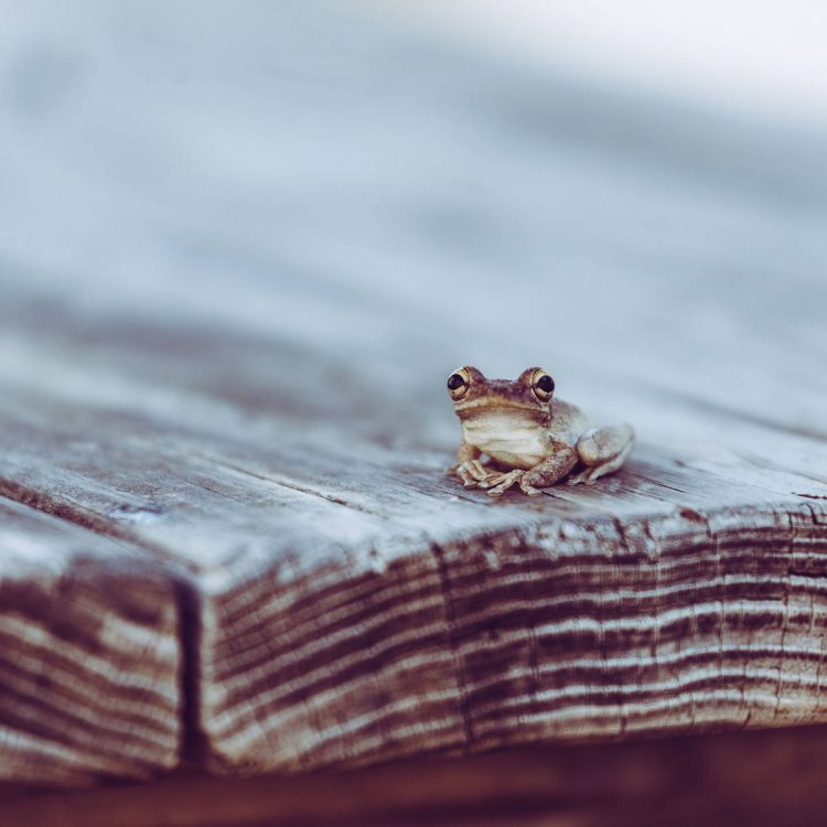 Simbolismo de... la rana - Biblioteca de Nueva Acrópolis